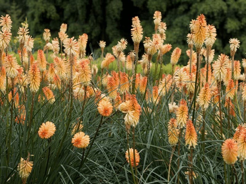 Kniphofia | Expert Care Guide For Fiery Red Hot Poker