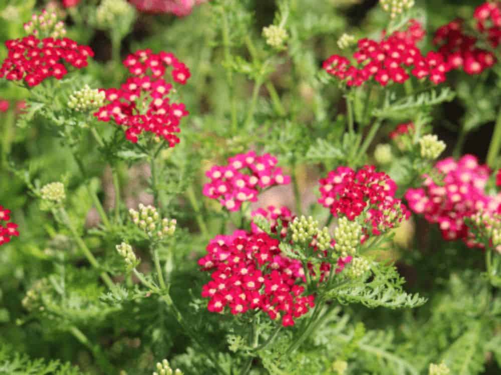 Achillea (Yarrow) | A Comprehensive Growth & Care Guide