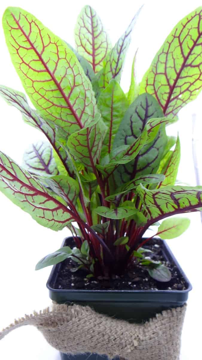 Rumex | Discover The Natural Brilliance Of Red Vein Dock