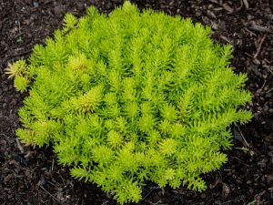 Lemon Ball Sedum | A Growth Guide For Perennial Ground Cover
