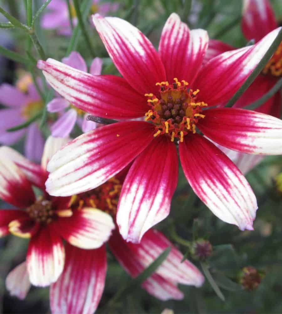 Coreopsis | Brighten Your Garden With Tickseed Blooms