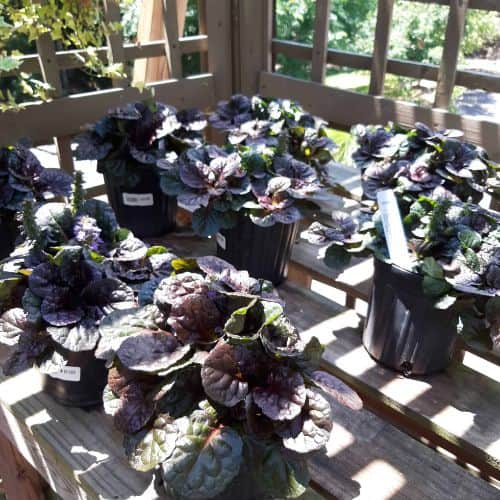 Ajuga | A Growth And Care Guide For Bugleweed
