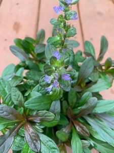 Ajuga | A Growth And Care Guide For Bugleweed