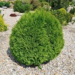 Anna’s Magic Ball Arborvitae | A Growth & Care Guide