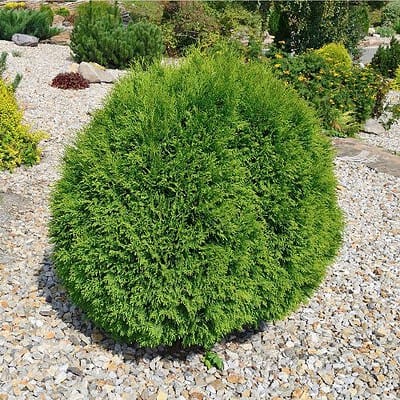 Anna’s Magic Ball Arborvitae | A Growth & Care Guide