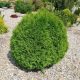 Anna’s Magic Ball Arborvitae | A Growth & Care Guide