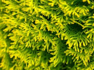 Anna’s Magic Ball Arborvitae | A Growth & Care Guide