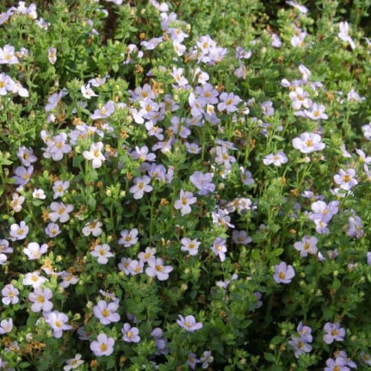 Bacopa Beauty | Unlock Care Tips and Stunning Varieties