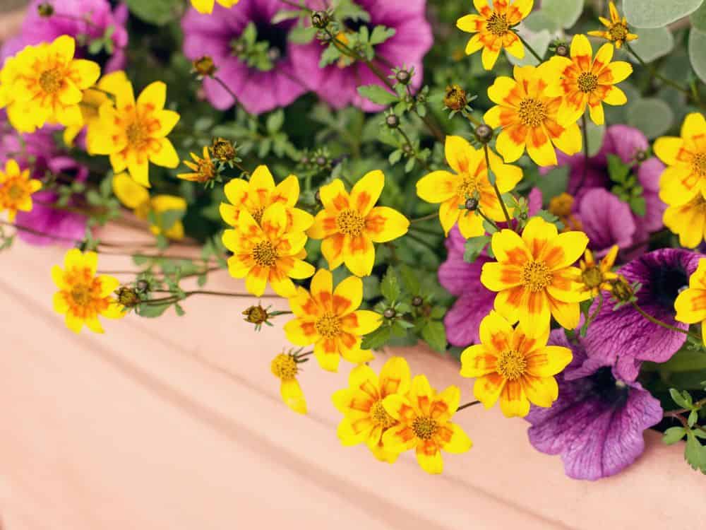 Bidens | Cultivate Premium Blooms For Vibrant Gardens