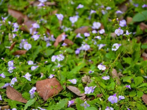 Mazus | A Comprehensive Growth & Care Guide For Gardeners