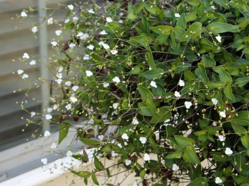 Bridal Veil | A Growth Guide For Elegant Cascading Plants