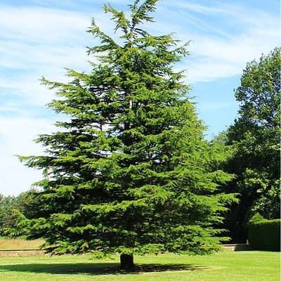 Cedar Trees | Cultivate Evergreen Beauty For Your Landscape