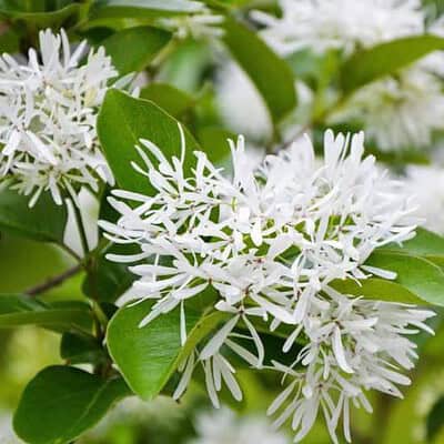 Chinese Fringe Tree | Exquisite Additions To Your Landscape