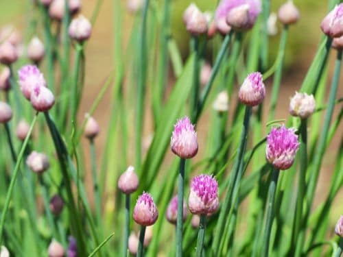 Herbs & Veggies | Get Fresh And Flavorful With Your Garden