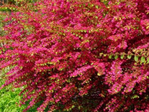 Crimson Fire Loropetalum | A Growth & Care Guide