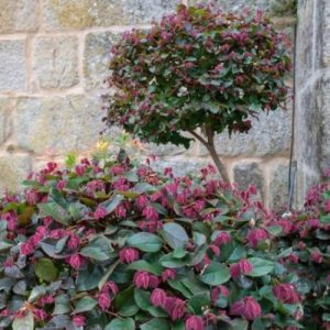 Crimson Fire Loropetalum | A Growth & Care Guide