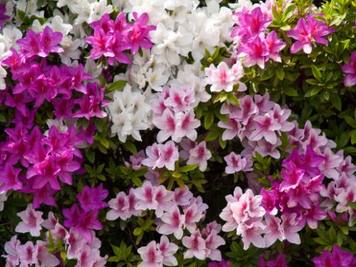 Azaleas | A Growth & Care Guide For Lush Blooms