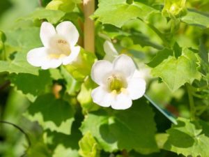 Lophospermum | Growth and Care Guide For Colorful Vines