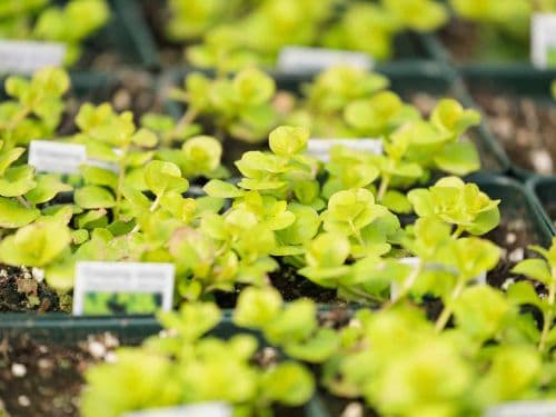 Lysimachia | A Cultivation Guide For Creeping Jenny
