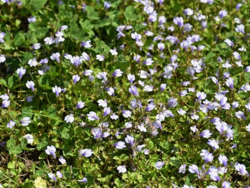 Mazus | A Comprehensive Growth & Care Guide For Gardeners