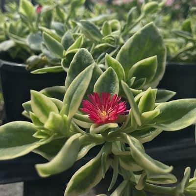 Mezoo “Livingstone Daisy” | A Guide for Care and Beauty