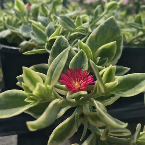 Mezoo “Livingstone Daisy” | A Guide for Care and Beauty