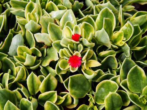 Mezoo Livingstone Daisy A Guide for Care and Beauty