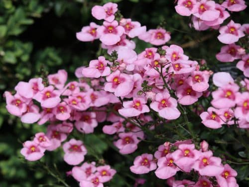 Diascia | A Guide For Achieving Vibrant Twinspur Blooms
