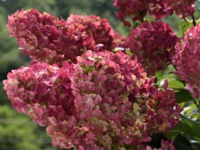 Panicle Hydrangea | A Cultivation Guide For Lush Blooms