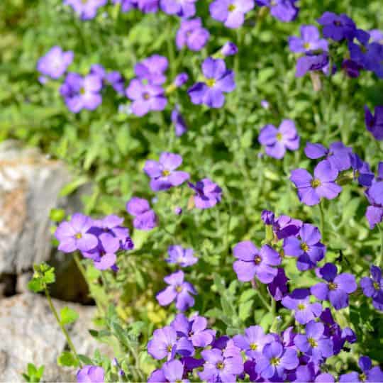 Bacopa Beauty | Unlock Care Tips and Stunning Varieties