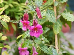 Lophospermum | Growth and Care Guide For Colorful Vines