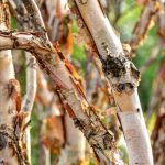 River Birch Tree | A Growth & Care Guide