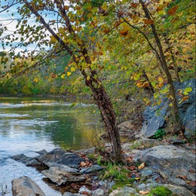 River Birch Tree | A Growth & Care Guide