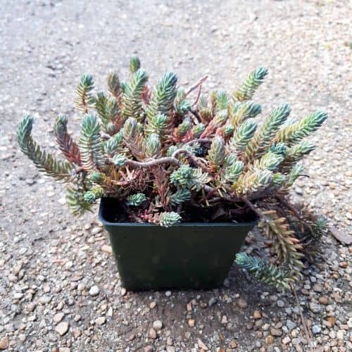 Sedum Care Guide | How To Grow Sedum For Stunning Greenery