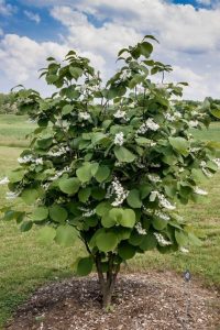 Snowbell Trees | A Care Guide To Enhance Your Garden Today