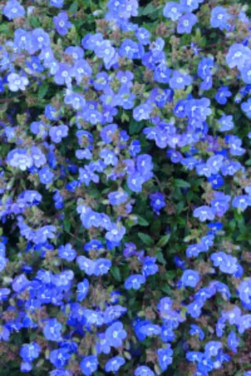 Speedwell | A Growth Guide For Premium Plants In Your Garden
