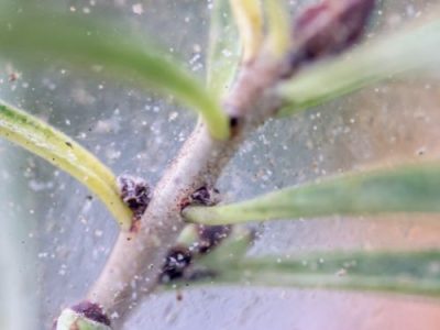 Common Spring Pests | Tips For Prosecution & Prevention