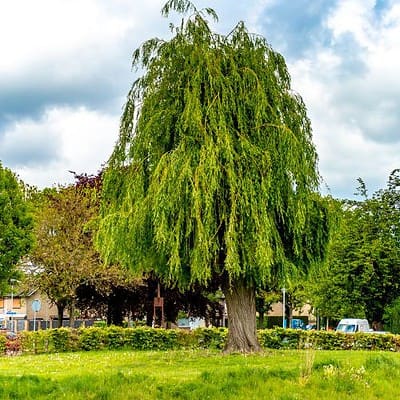 Stunning Willow Trees | Premium Varieties Available