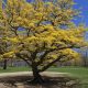 Witch Hazel Tree | A Guide For Successful Cultivation & Care