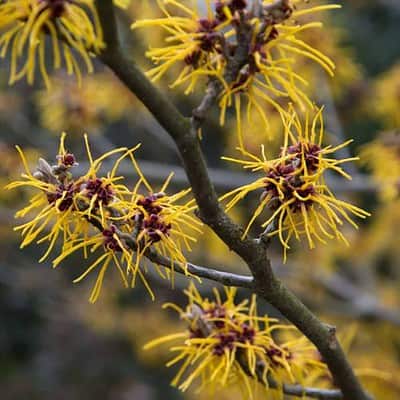 Witch Hazel Tree | A Guide For Successful Cultivation & Care