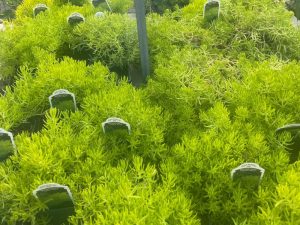 Lemon Ball Sedum | A Growth Guide For Perennial Ground Cover