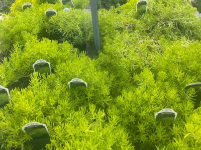 Lemon Ball Sedum | A Growth Guide For Perennial Ground Cover