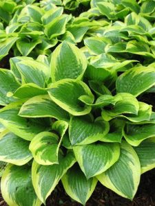 Hosta | A Growth And Care Guide For Gorgeous Shrubs
