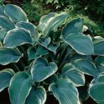 Hosta | A Growth And Care Guide For Gorgeous Shrubs