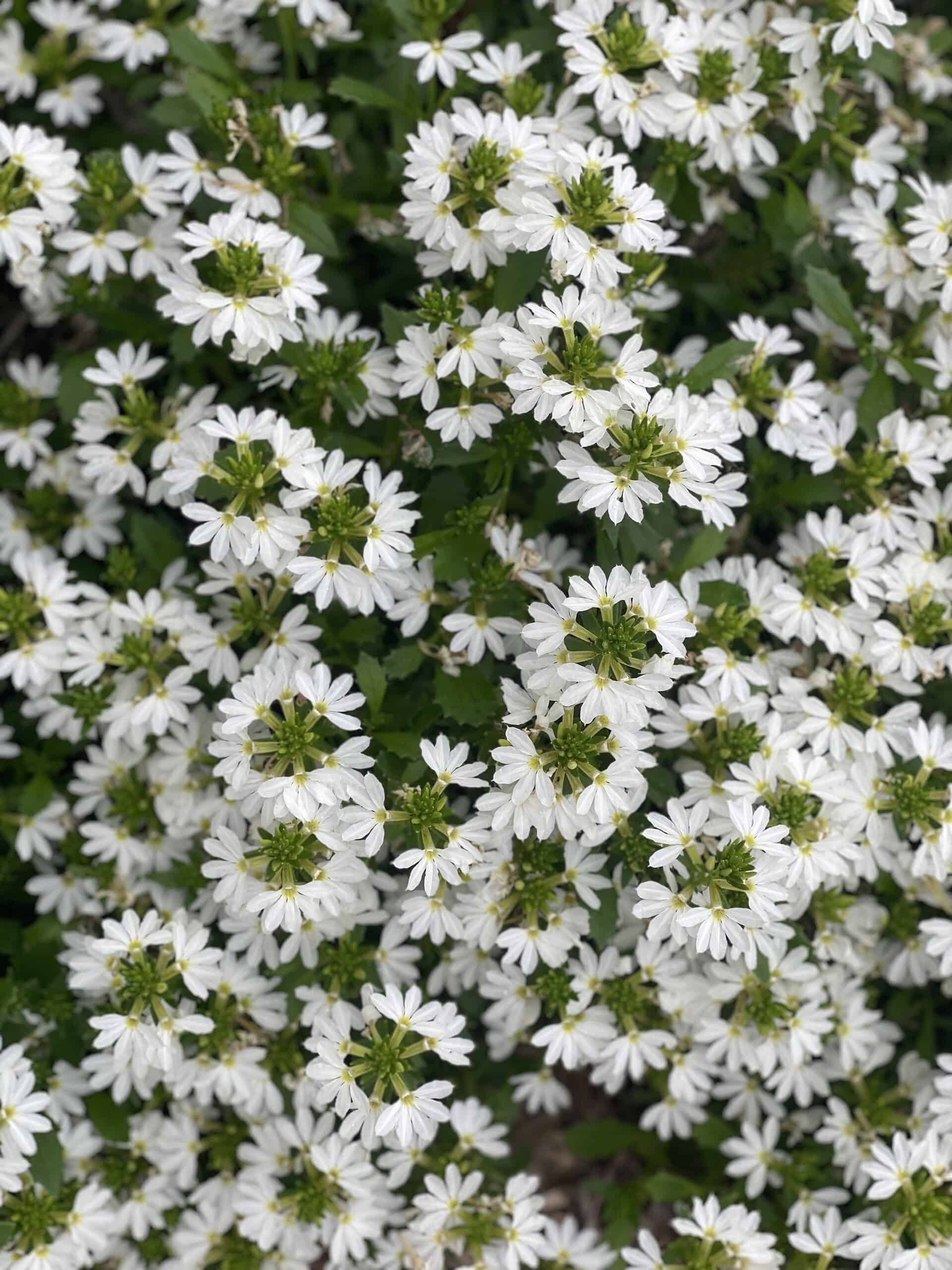 Scaevola Serenity | Unlock Care Tips And Vibrant Varieties