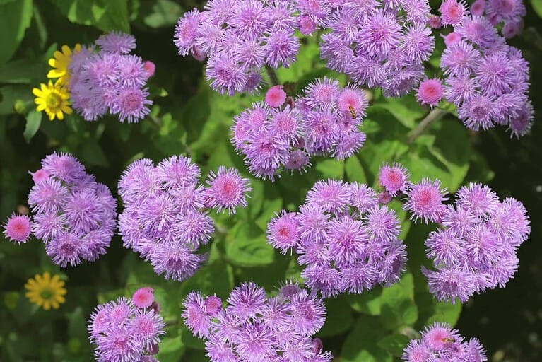 Ageratum | A Guide For Growing This Colorful Garden Favorite