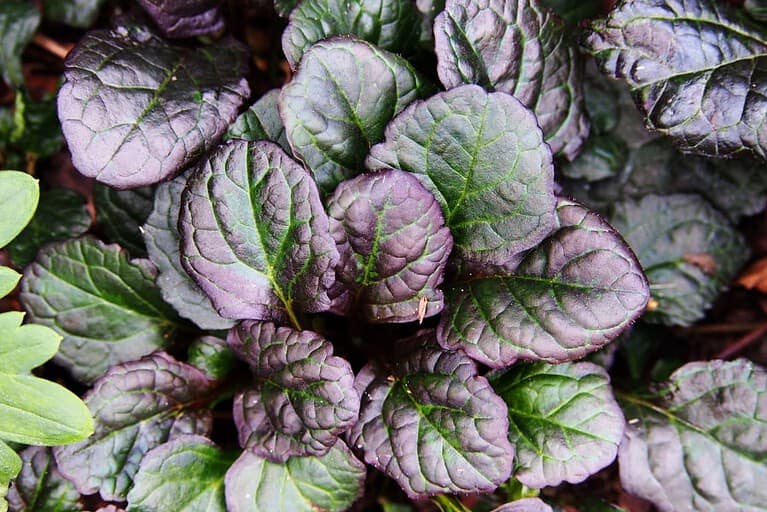 Ajuga | A Growth and Care Guide for Bugleweed