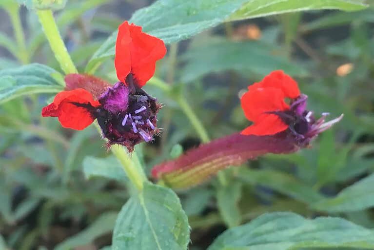 Cuphea | A Cultivation Guide For Thriving In Your Garden