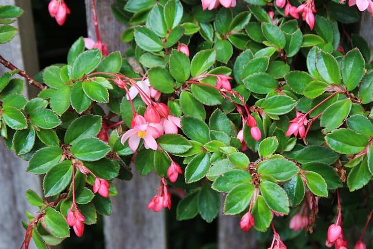 Dragon Wing Begonia | A Guide For Tips, Care, and Varieties