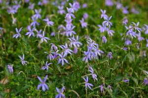 Blue Star Creeper | A Care Guide for Ground Cover Elegance